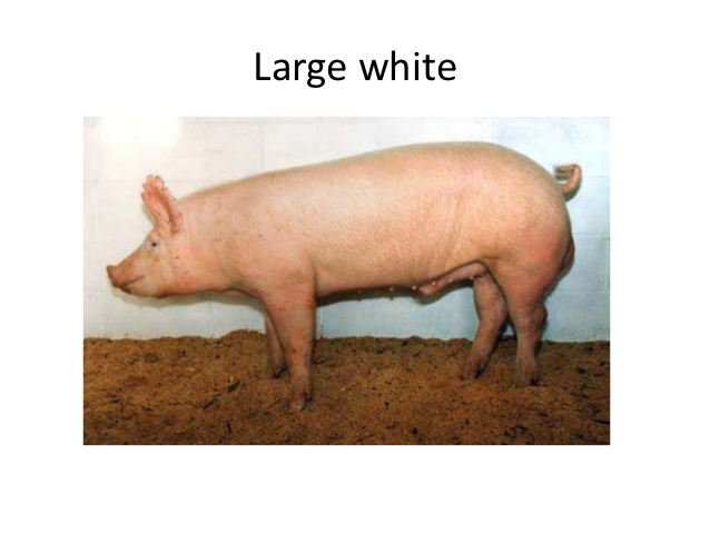Porco Doméstico Large White: Características, Nome Cientifico e Fotos ...