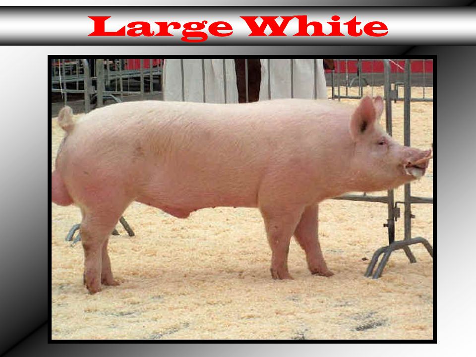Porco Doméstico Large White: Características, Nome Cientifico e Fotos ...