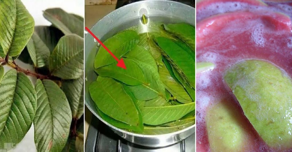 Goiaba Vermelha: Nome Científico, Características e Tabela Nutricional ...