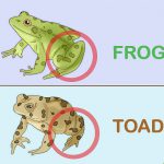 Diferenças Entre Rã e Sapo – Mundo Ecologia