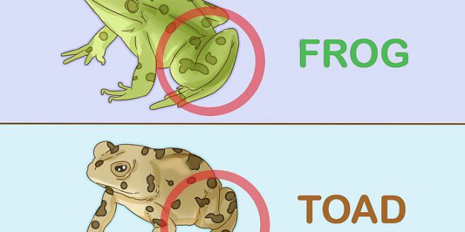 Diferenças Entre Rã e Sapo | Mundo Ecologia