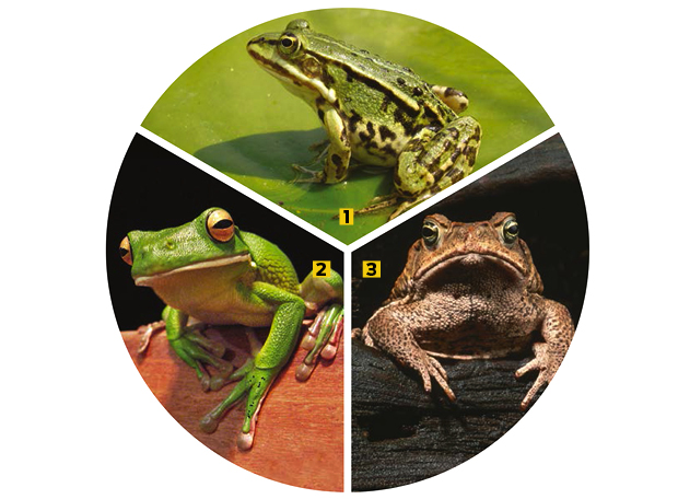 Diferenças Entre Rã e Sapo – Mundo Ecologia