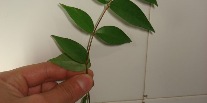 Raiz Da Pitangueira: Profundidade E Tipo De Caule | Mundo Ecologia