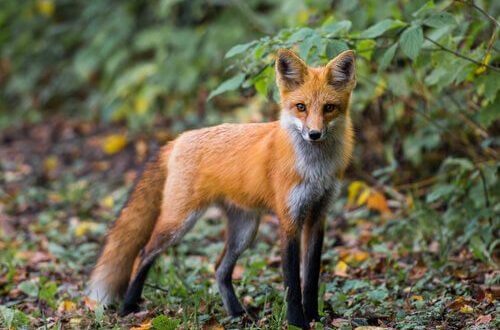 Curiosidades Sobre A Raposa E Fatos Interessantes | Mundo Ecologia