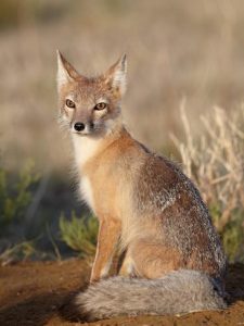 Curiosidades Sobre A Raposa E Fatos Interessantes – Mundo Ecologia