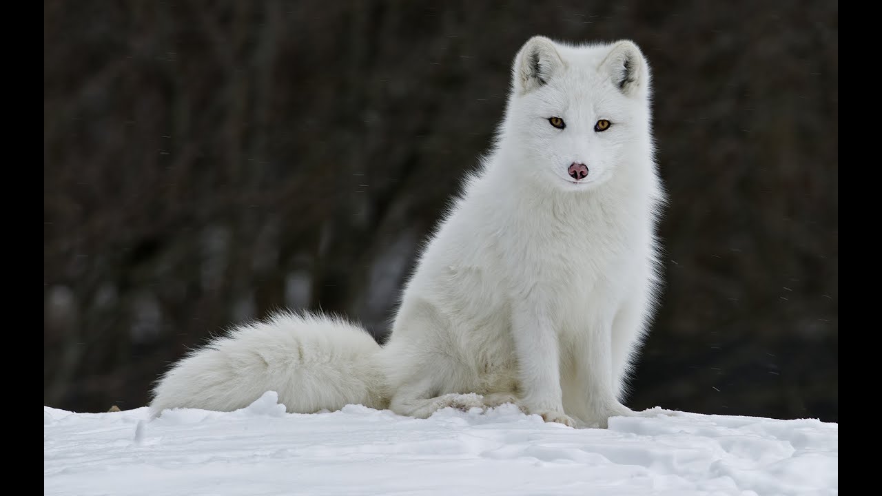 Curiosidades Sobre A Raposa E Fatos Interessantes – Mundo Ecologia