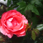 Rosa Classificações Inferiores e Nome Científico | Mundo Ecologia