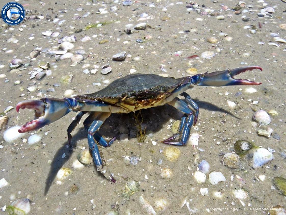 Siri Açu Características e Fotos – Mundo Ecologia