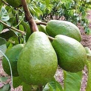 Goiaba Sassaoka: Características, Nome Científico e Fotos | Mundo Ecologia