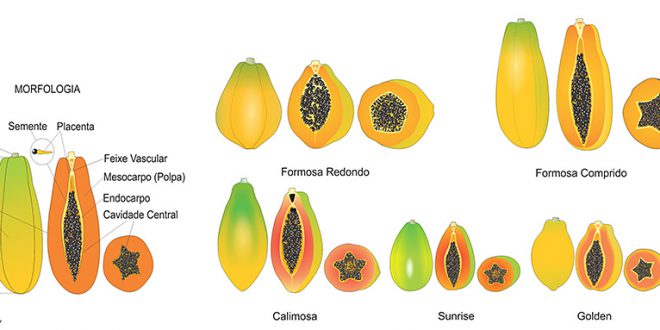Tipos de Mamão no Brasil e Variedades no Mundo Com Fotos | Mundo Ecologia