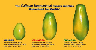 Tipos de Mamão no Brasil e Variedades no Mundo Com Fotos – Mundo Ecologia