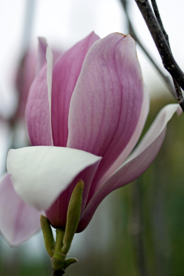 Árvore Magnólia Rosa: Características, Nome Científico e Fotos | Mundo ...