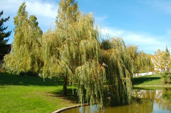 Árvore Chorão Verdadeiro: Como Plantar E Cultivar | Mundo Ecologia