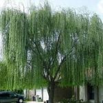 Árvore Chorão Verdadeiro: Como Plantar E Cultivar | Mundo Ecologia