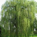 Árvore Chorão Verdadeiro: Como Plantar E Cultivar | Mundo Ecologia