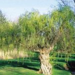 Árvore Chorão Verdadeiro: Como Plantar E Cultivar | Mundo Ecologia