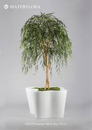 Árvore Chorão Verdadeiro: Como Plantar E Cultivar | Mundo Ecologia