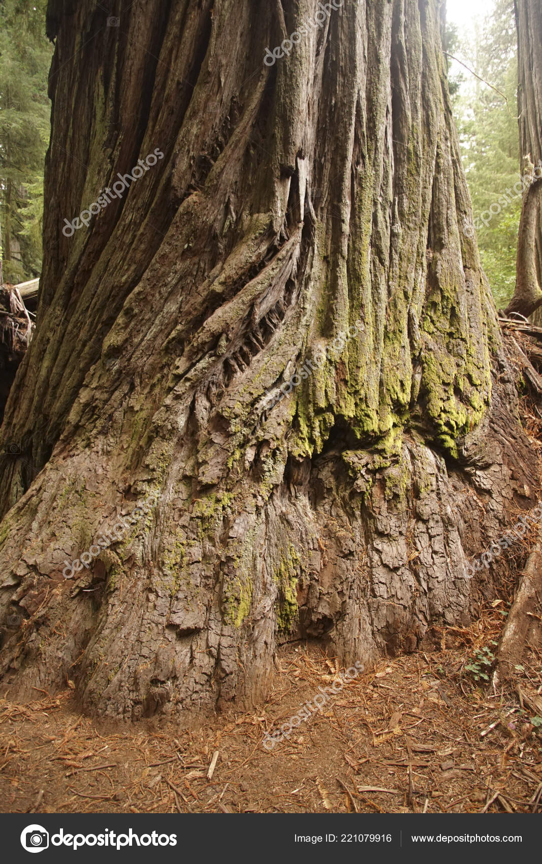 Árvore Sequoia Sempervirens: Características E Fotos | Mundo Ecologia