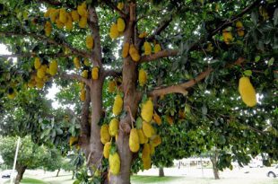 Para Que Serve a Casca da Jaca? | Mundo Ecologia