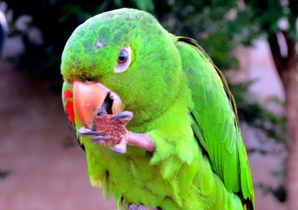 Maritaca De Estimação É Permitida No Brasil? Onde Comprar? – Mundo Ecologia