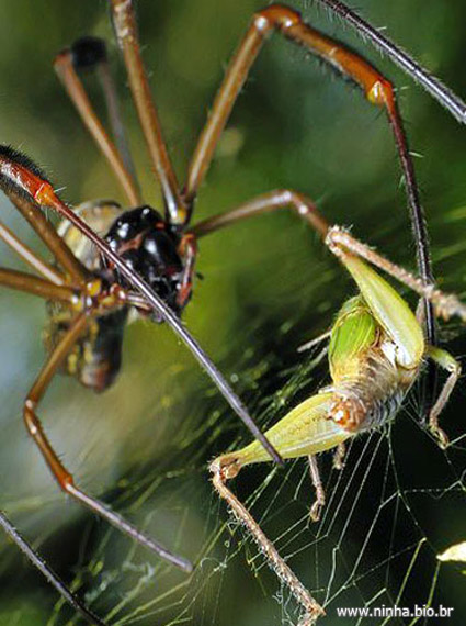 Alimentação das Aranhas: O Que Elas Comem? | Mundo Ecologia