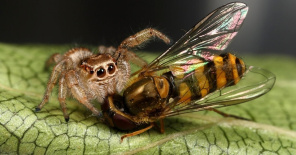 Alimentação das Aranhas: O Que Elas Comem? | Mundo Ecologia