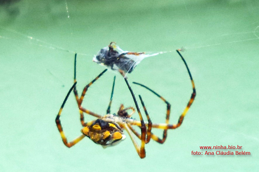 Alimentação das Aranhas: O Que Elas Comem? | Mundo Ecologia