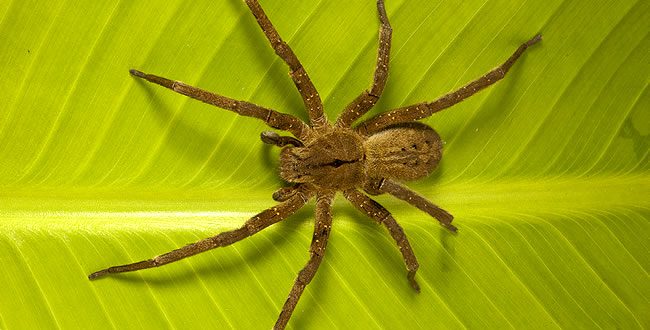 Habilidades Das Aranhas E Poderes “especiais”: Ela Se Regenera? | Mundo ...