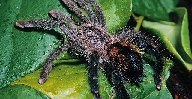 Avicularia: O Que É? Quais São Seus Representantes? | Mundo Ecologia