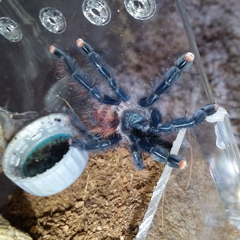 Avicularia: O Que É? Quais São Seus Representantes? | Mundo Ecologia