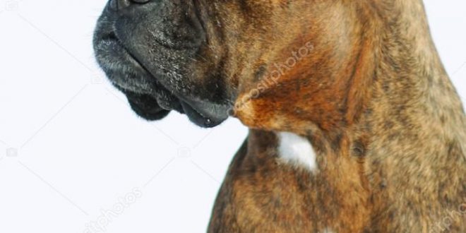Cachorro Boxer Tigrado Reverso: Fotos, Cuidados e Filhotes | Mundo Ecologia