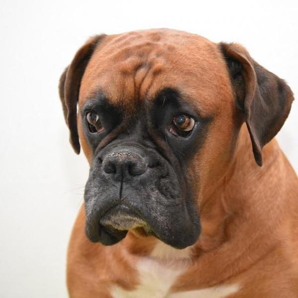 Canis de Boxer Mais Famosos no Brasil – Mundo Ecologia