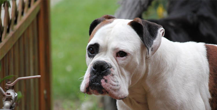 Canis de Boxer Mais Famosos no Brasil – Mundo Ecologia