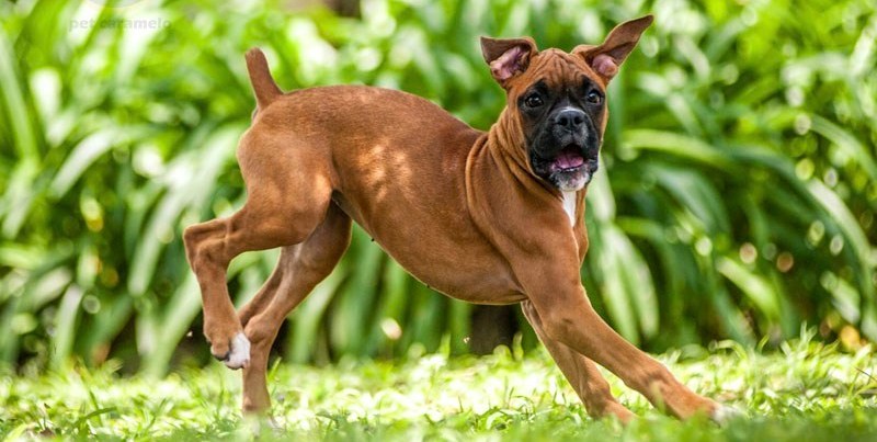 Canis de Boxer Mais Famosos no Brasil – Mundo Ecologia