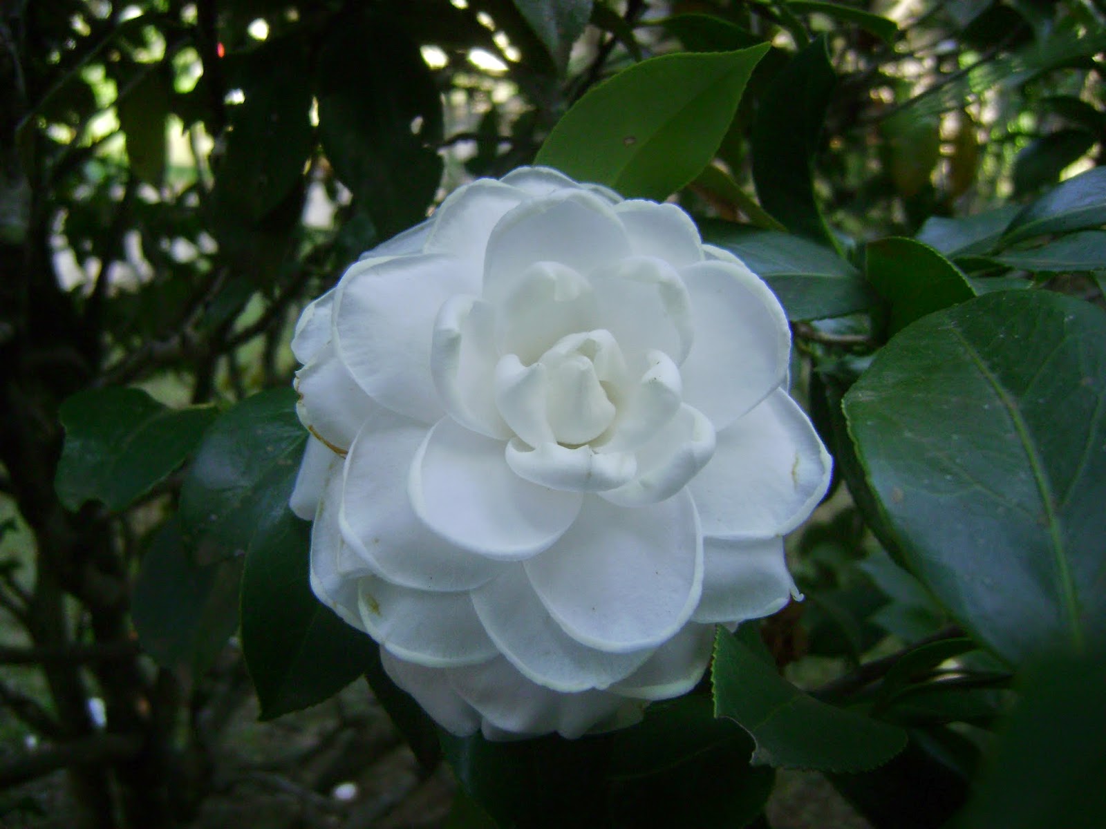 Camélia Branca: Árvores, Folhas, Raiz, Tronco e Flores | Mundo Ecologia