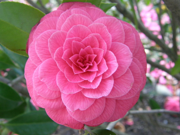 Camélia Rosa: Fotos, Caraterísticas e Como Cuidar | Mundo Ecologia