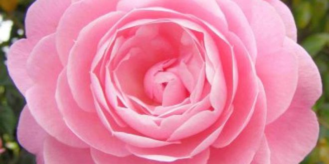 Camélia Rosa: Fotos, Caraterísticas e Como Cuidar | Mundo Ecologia