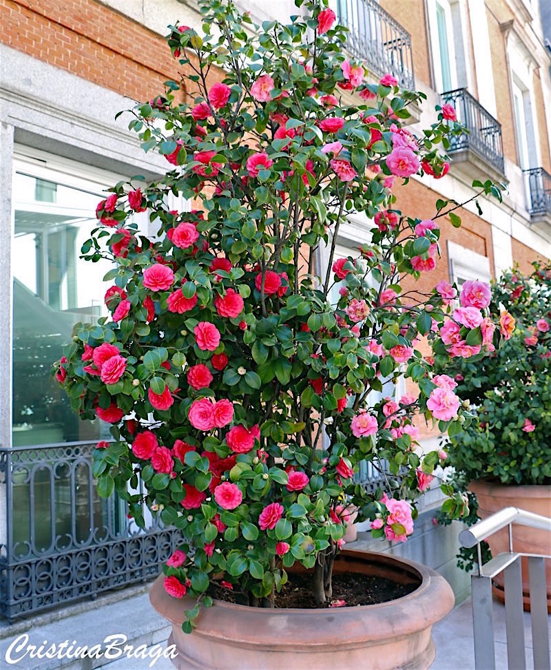 Camélia Rosa: Fotos, Caraterísticas e Como Cuidar | Mundo Ecologia