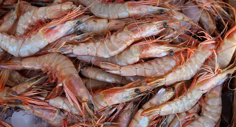 Onde Vivem Os Camarões? Qual É Seu Habitat? | Mundo Ecologia