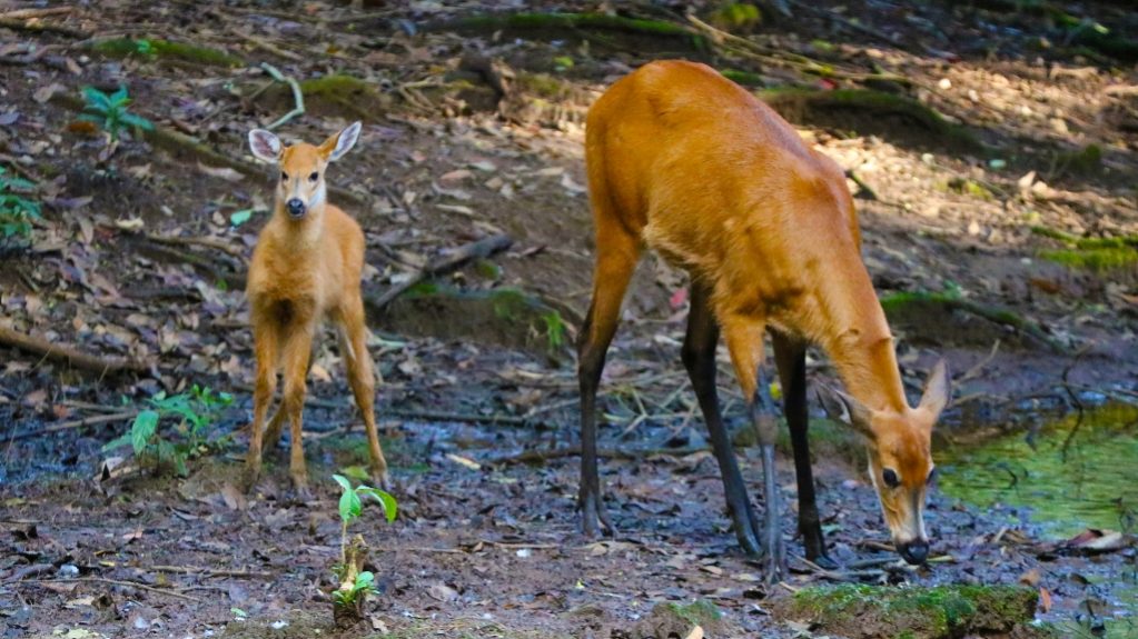 Cervo do Pantanal: Características, Projeto, Extinção e Fotos | Mundo ...