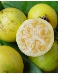 Araçá- Tempo Para dar Fruto – O que Fazer com Araçá? | Mundo Ecologia