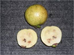 Araçá- Tempo Para dar Fruto – O que Fazer com Araçá? | Mundo Ecologia