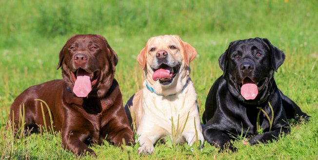 Tipos de Labrador Retriever: Peludos, Americano e Inglês | Mundo Ecologia
