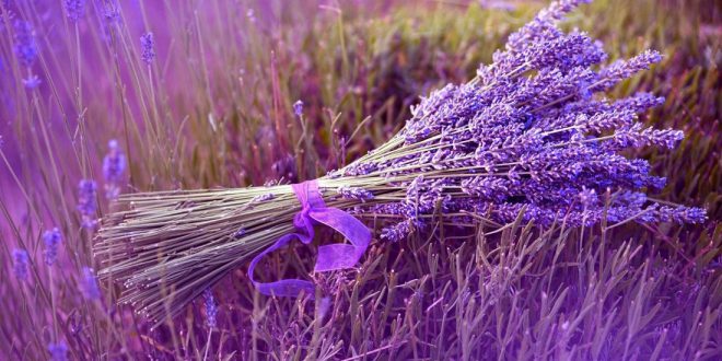 Lavanda Russa: Características, Cultivo e Fotos | Mundo Ecologia