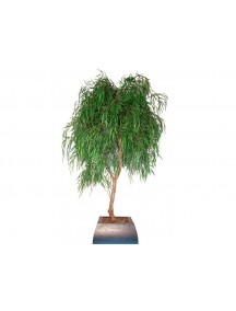 Árvore Chorão Verdadeiro: Como Plantar E Cultivar | Mundo Ecologia