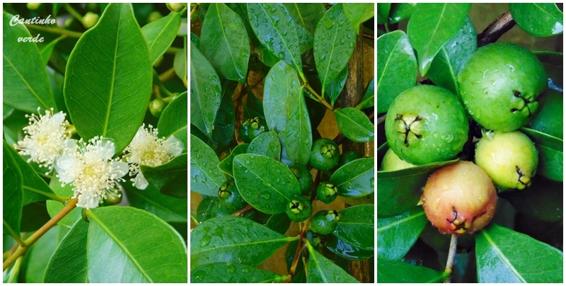 Araçá- Tempo Para dar Fruto – O que Fazer com Araçá? | Mundo Ecologia