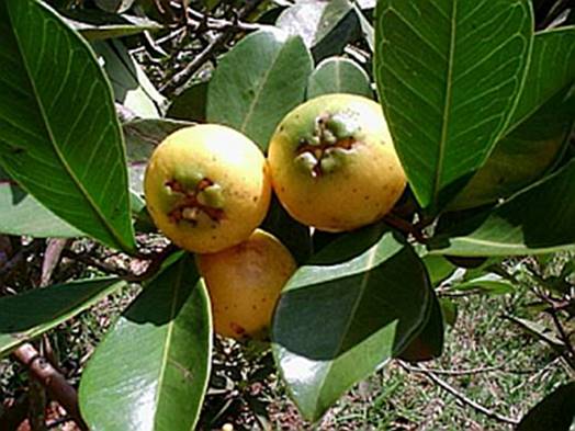 Araçá- Tempo Para dar Fruto – O que Fazer com Araçá? | Mundo Ecologia