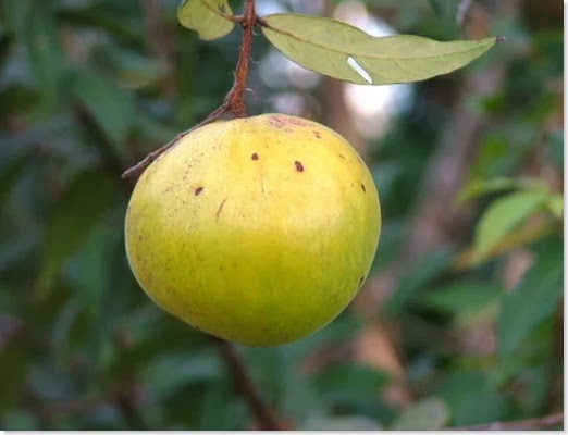 Araçá- Tempo Para dar Fruto – O que Fazer com Araçá? | Mundo Ecologia