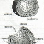 Ouriço Do Mar Reprodução: Fecundação E Tempo De Gestação – Mundo Ecologia