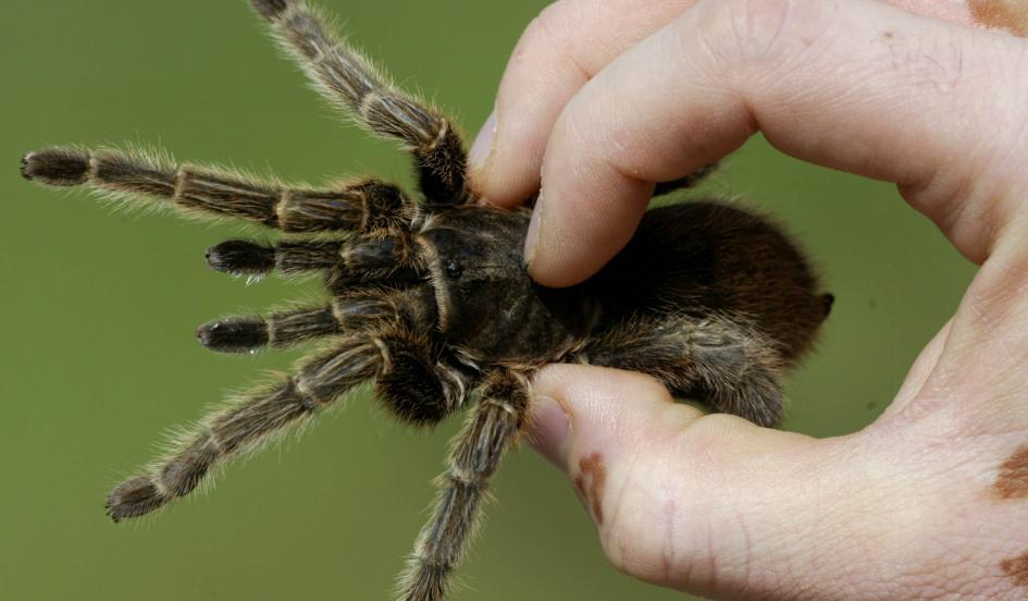 Tarântula Criação Doméstica, Alimentação e Outras Curiosidades | Mundo ...